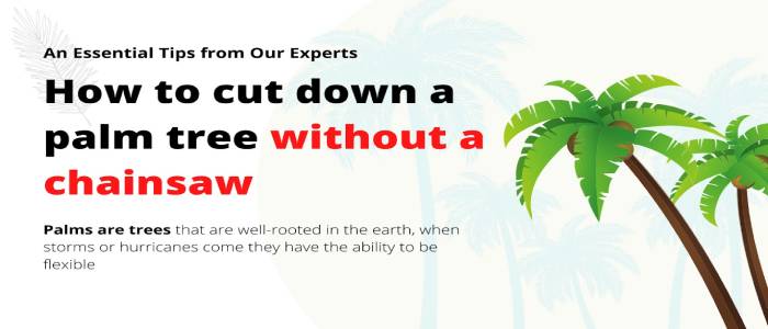 How To Cut Down A Palm Tree Without A Chainsaw Gardenley